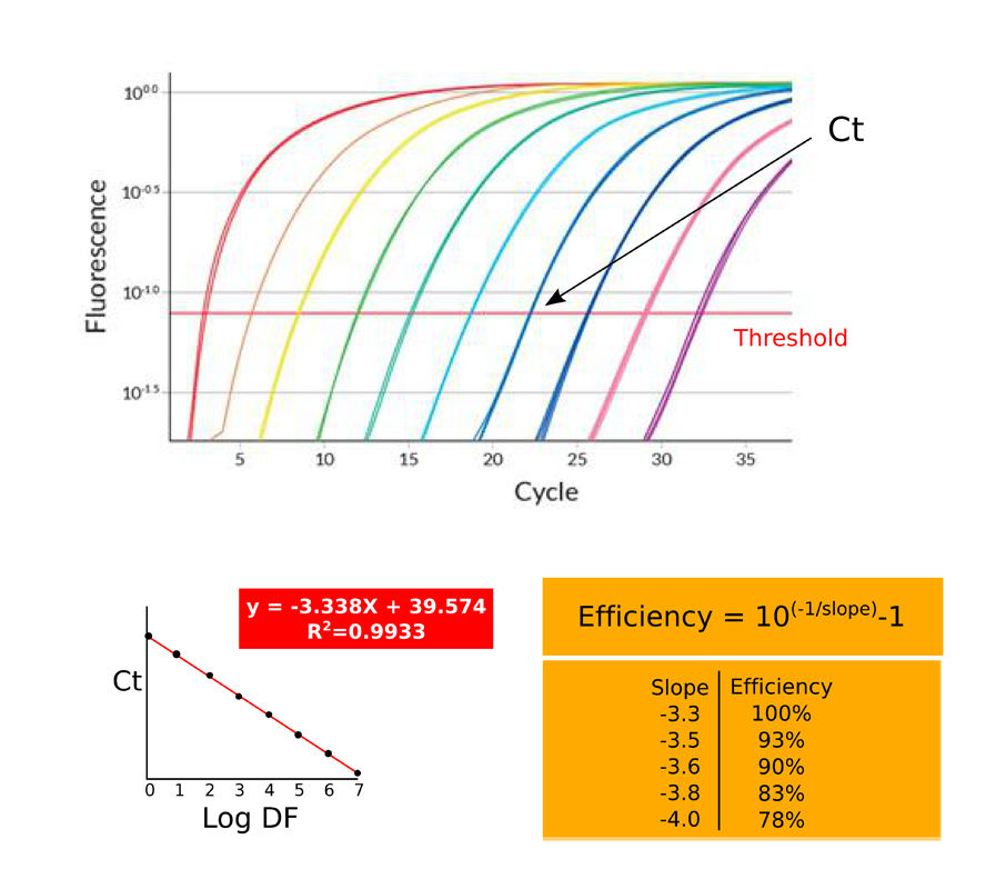 Standard Curve Labster
